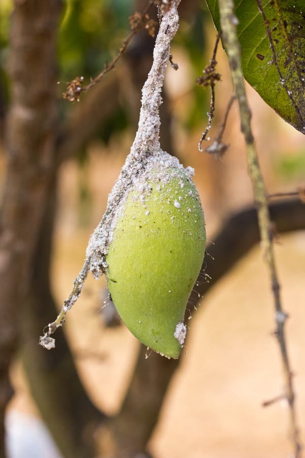 Mango Fruits are Insect Damage Stock Image - Image of green, ripe: 38785875