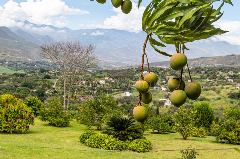 Mango Fruits on a Mango Tree Overlooking Settlement in Valley, Ecuador ...