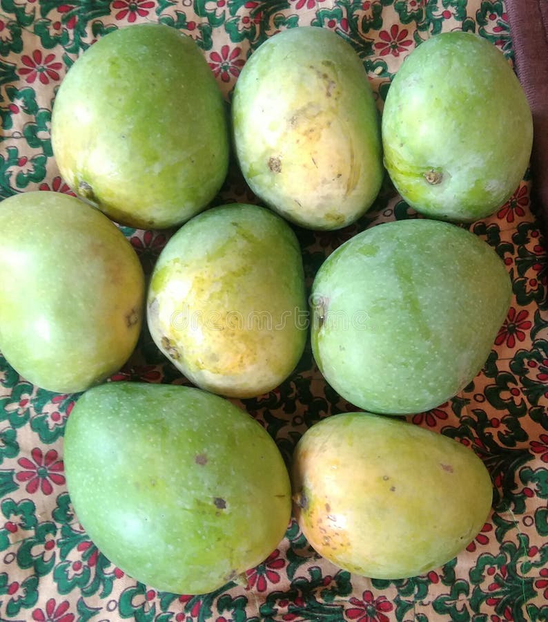 Mango Fruits stock image. Image of fruits, mangoes, sesanal - 240155731