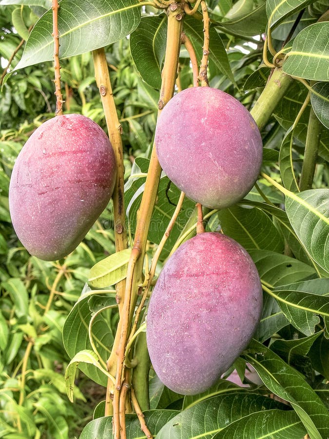 Mango Leaf Front Back Stock Photos - Free & Royalty-Free Stock Photos ...