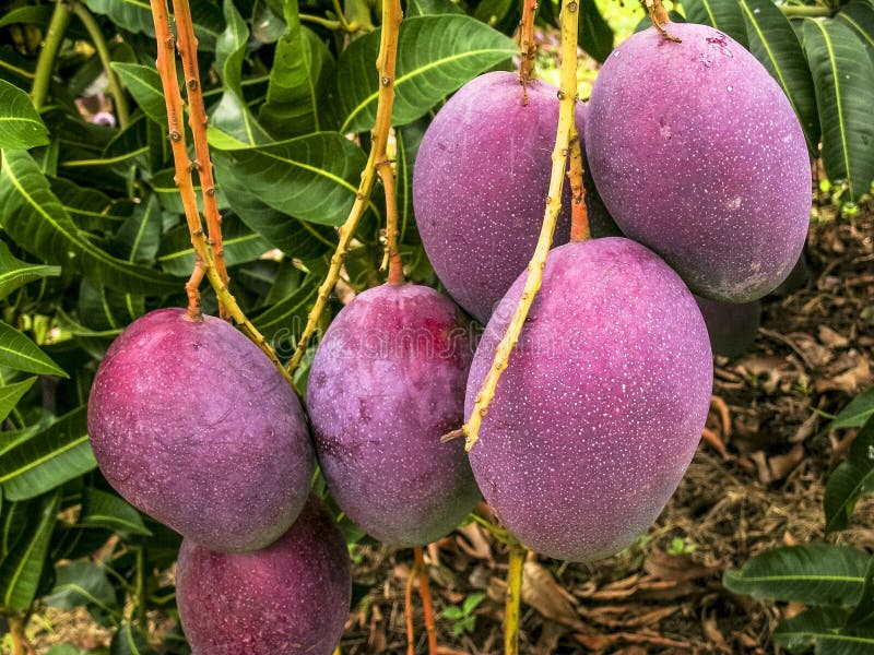 Mango Leaf Front Back Stock Photos - Free & Royalty-Free Stock Photos ...