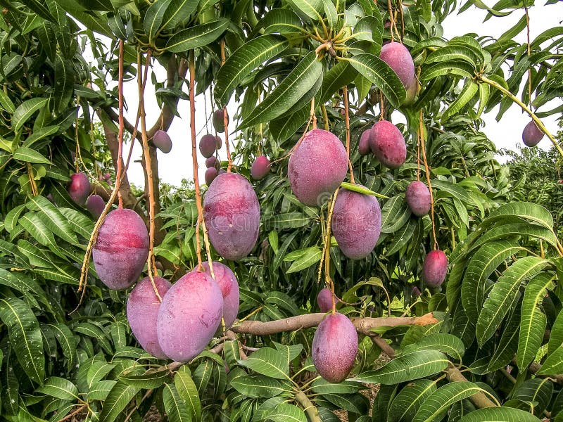 Mango fruits in tree stock photo. Image of grow, food - 121219462