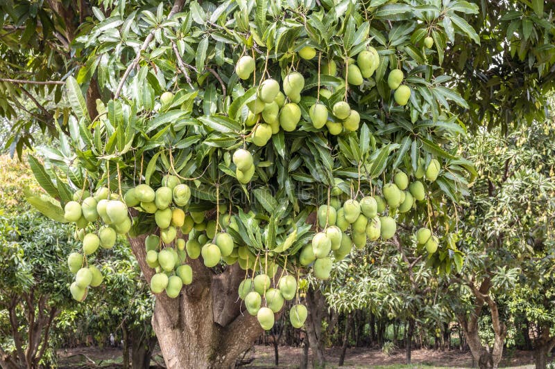 Mango Fruits are Ripening on Mango Tree Orchard Stock Photo - Image of ...