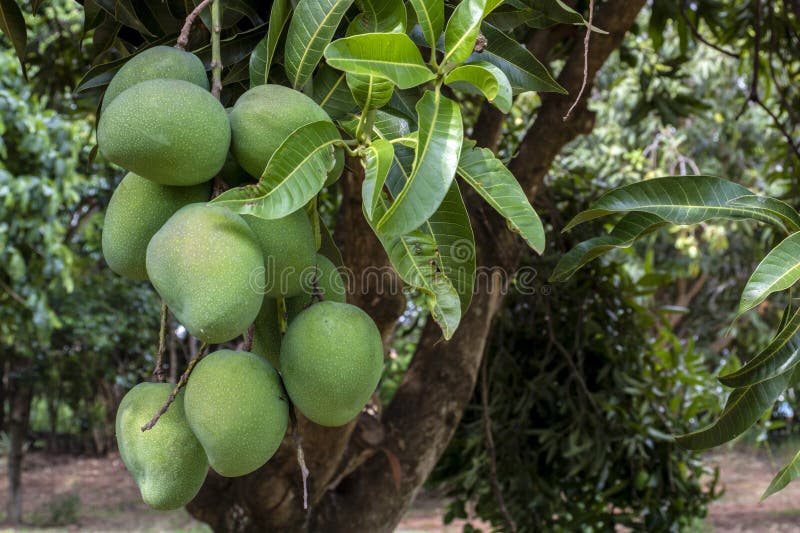 Mango Fruits are Ripening on Mango Tree Orchard Stock Photo - Image of ...