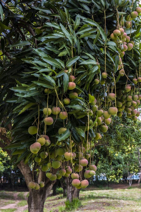 Mango Fruits are Ripening on Mango Tree Orchard Stock Image - Image of ...