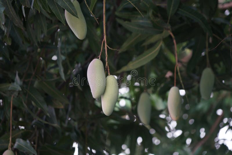 Mango Fruits on a Mango Tree in Agriculture Farm. Stock Image - Image ...