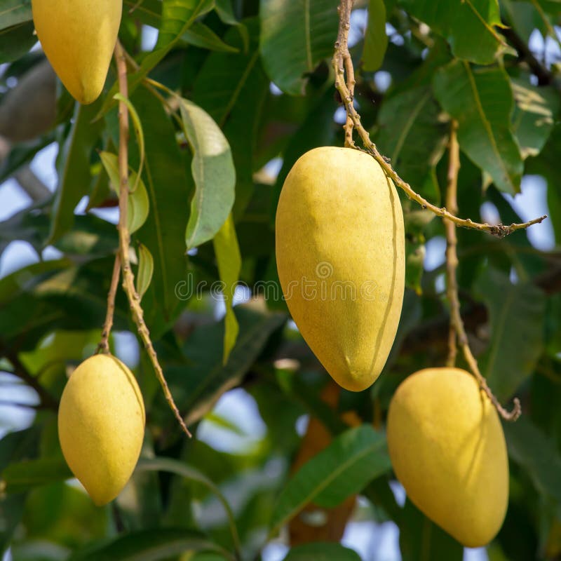 9+ Mango trees Free Stock Photos - StockFreeImages