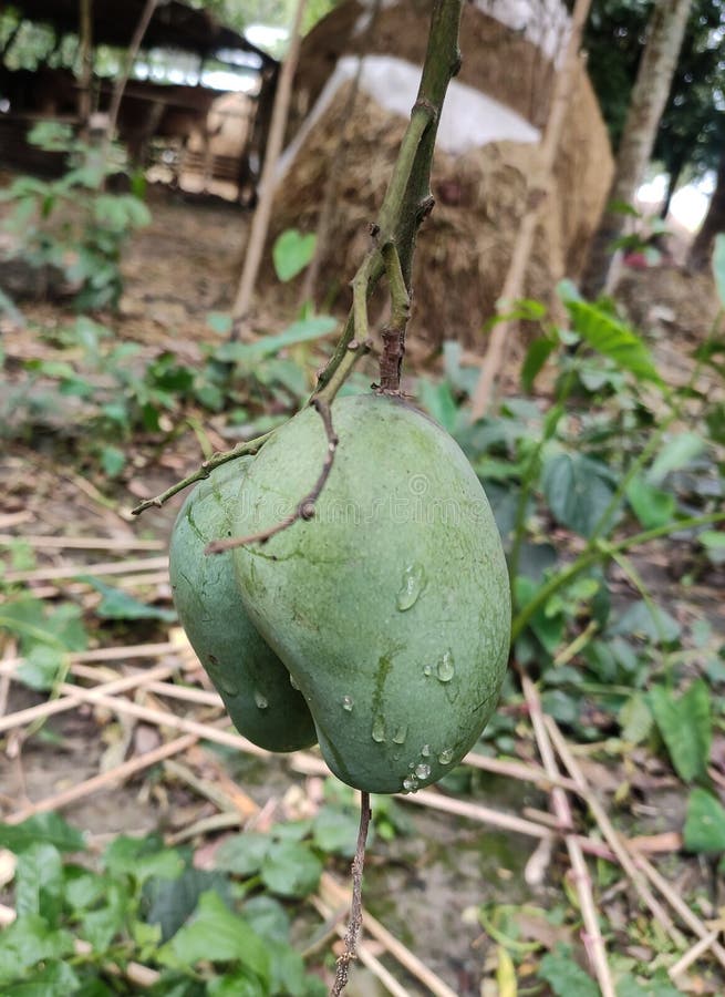 Mango Fruits on Tree,Dhaka,Bangladesh Stock Image - Image of solo ...