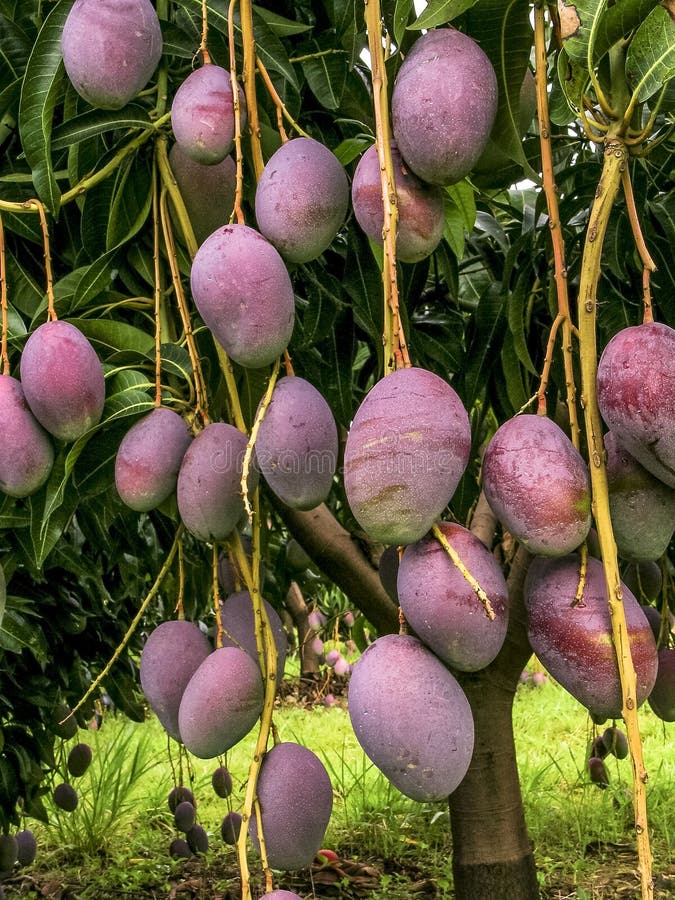 Mango fruits in tree stock photo. Image of tree, ripening - 121219408
