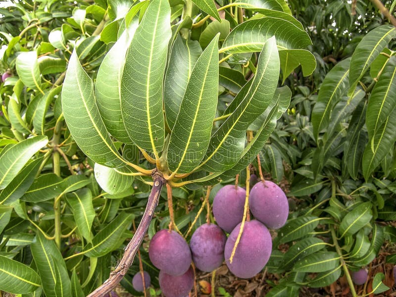 Mango Leaf Front Back Stock Photos - Free & Royalty-Free Stock Photos ...