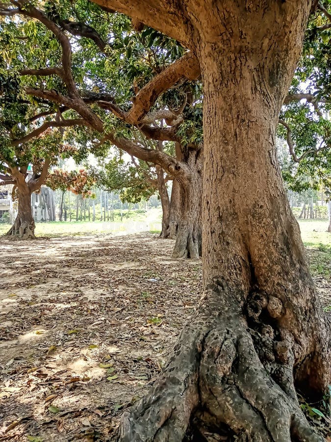Mango Garden Awesome and Beautiful Image India Stock Photo - Image of ...