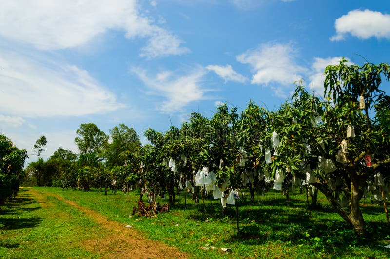 Mango garden with blue sky stock image. Image of daytime - 40811187