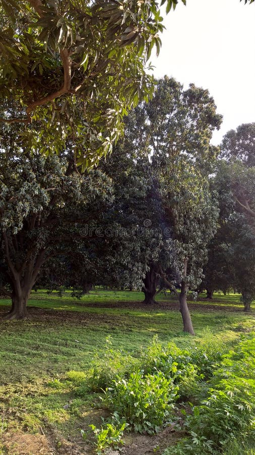 Mango garden stock image. Image of green, beautiful - 141614513