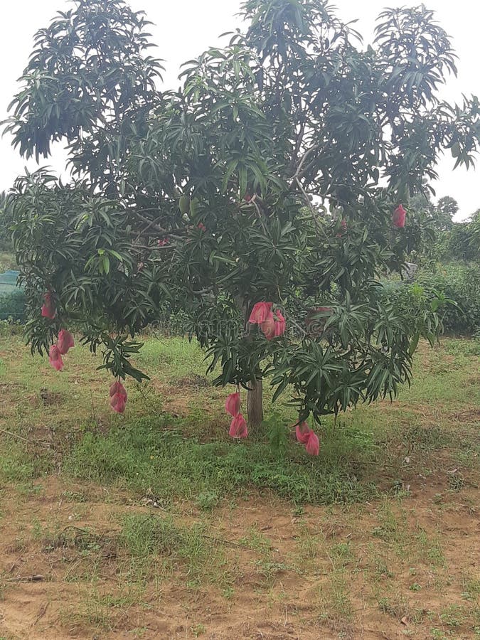 Mango Garden stock image. Image of tree, green, mangoes - 162891775