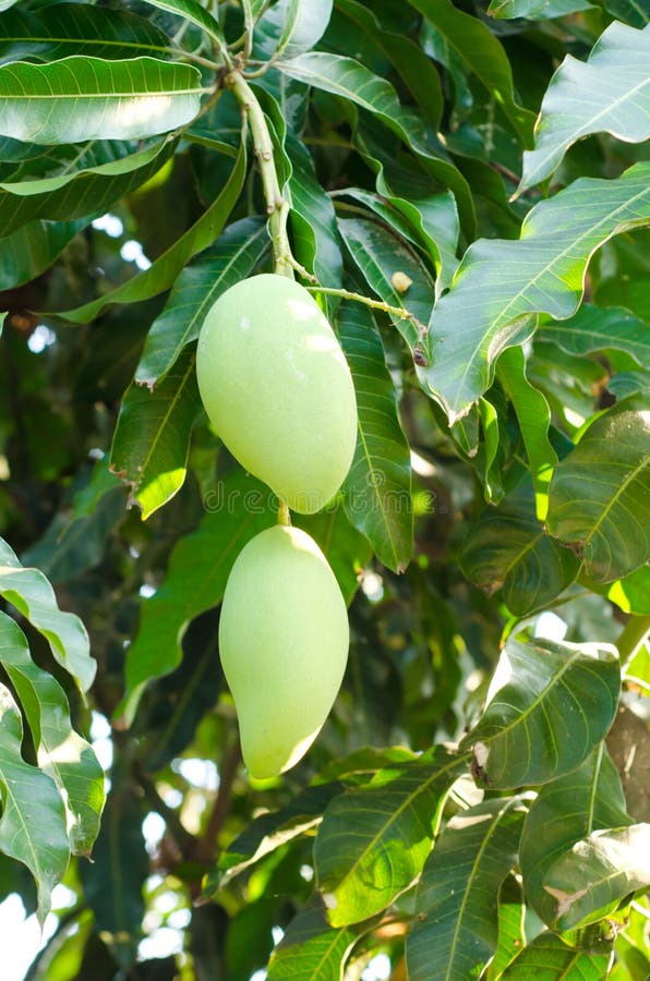 Mango stock image. Image of healthy, asian, heavy, mango - 36882297