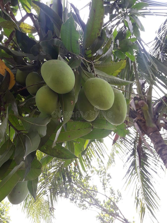 Mango stock image. Image of natural, mango, mangoes - 121977723