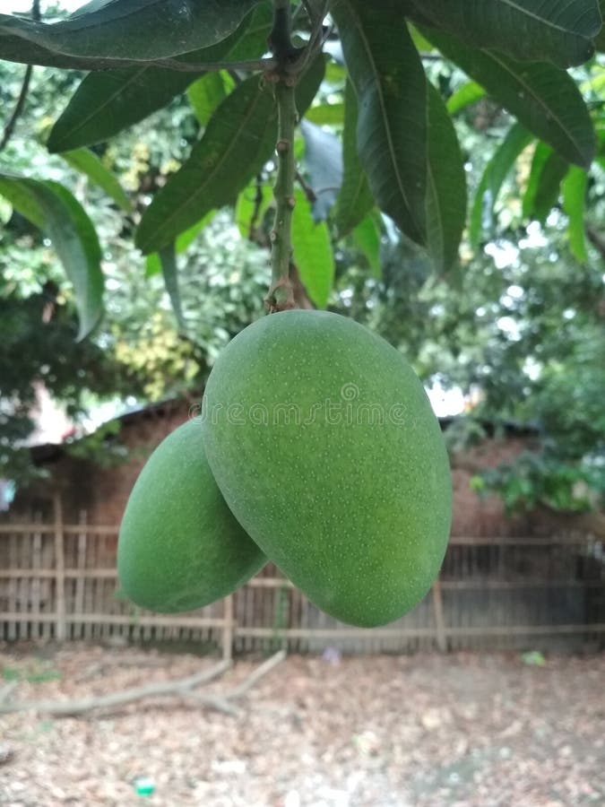 Mango stock image. Image of himsagar, fruit, mango, green - 126722835