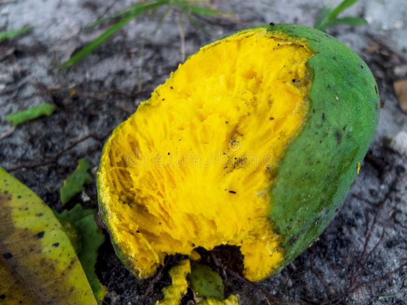 Mango on the Ground Half Eaten and Dirt Stock Image - Image of slice ...