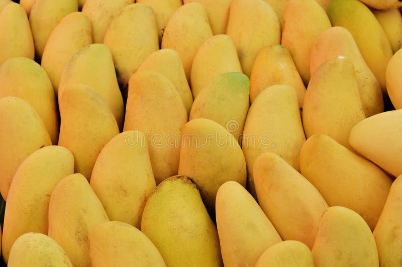 Mango Group Mangifera Indica L. of Fresh and Organic Pashte of ...