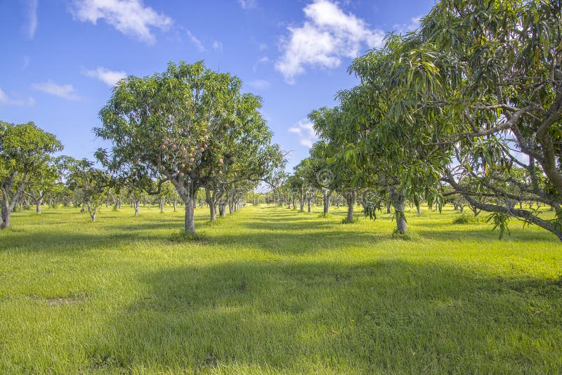 Mango Grove stock image. Image of south, agriculture - 265288987