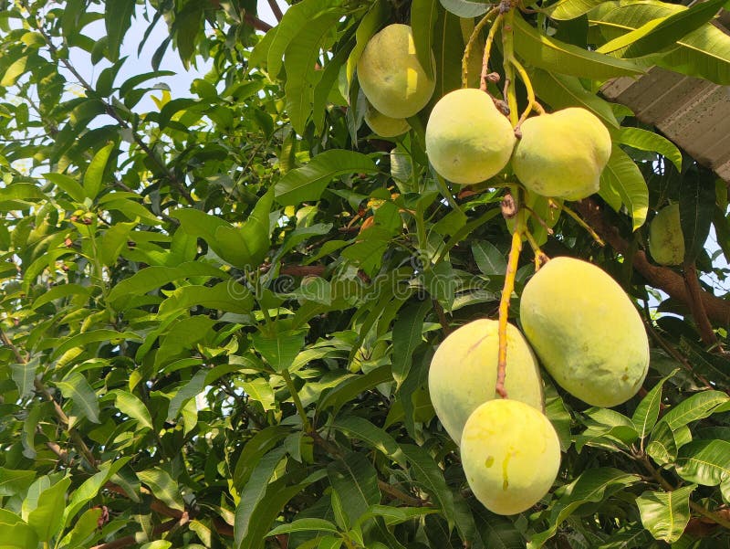 This Mango Grows Healthily in Front of the House, and the Fruit is Very ...