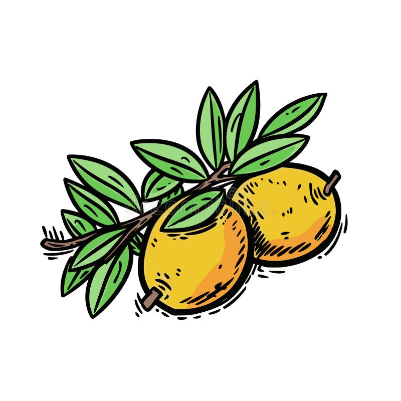 Mango Hand-drawn Illustration. Mango. Vector Doodle Style Cartoon ...