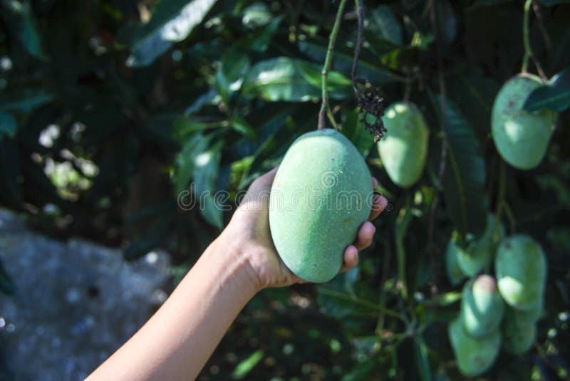 Mango In Hand Is A Fruit With Sweet Taste Delicious Effect From March ...