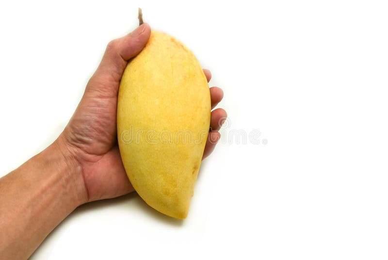 Mango in hand stock image. Image of outdoor, farmer - 113957249