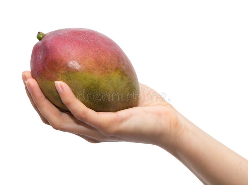 Mango in hand stock image. Image of citric, refreshing - 102579059