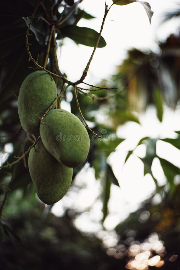 Mango Hand Tree Small Green Stock Photo - Image of water, paper: 150150938