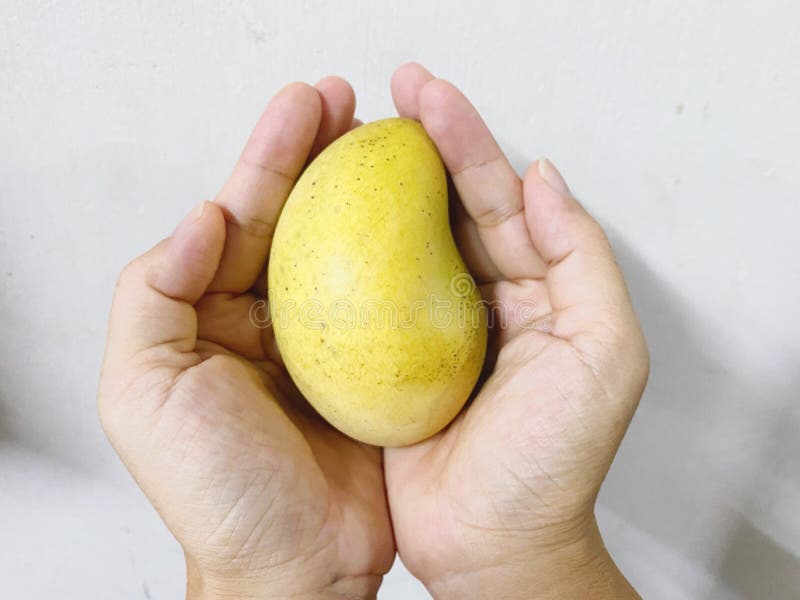 A mango in hands stock photo. Image of yellow, leaf - 179947138