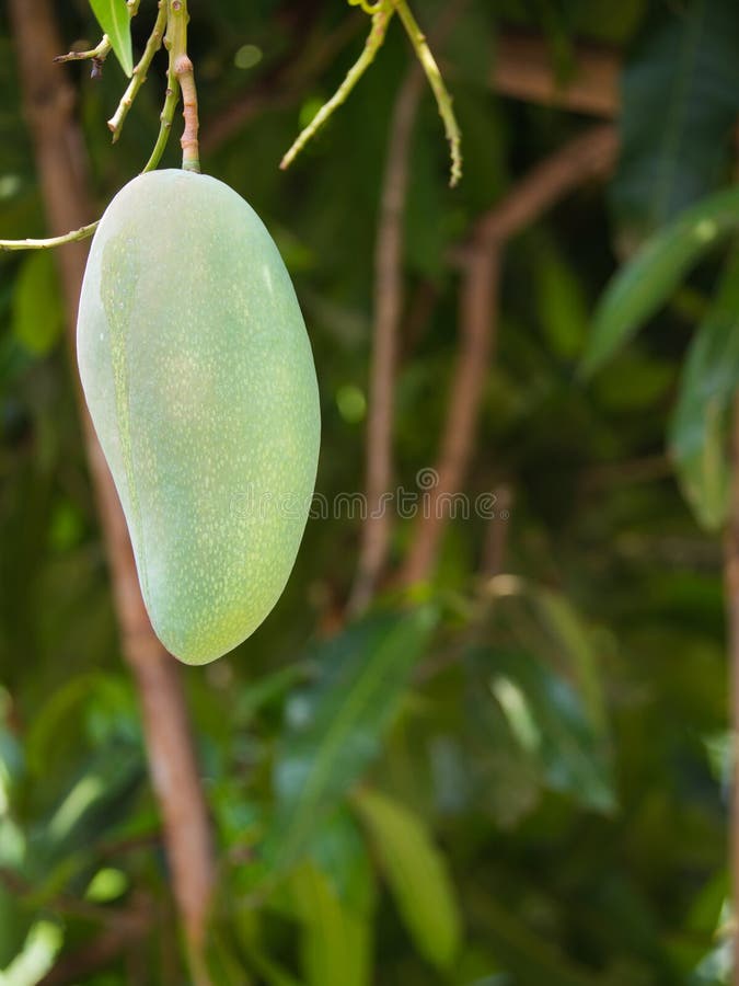 The Mango Hanging stock photo. Image of produce, fiber - 96556836