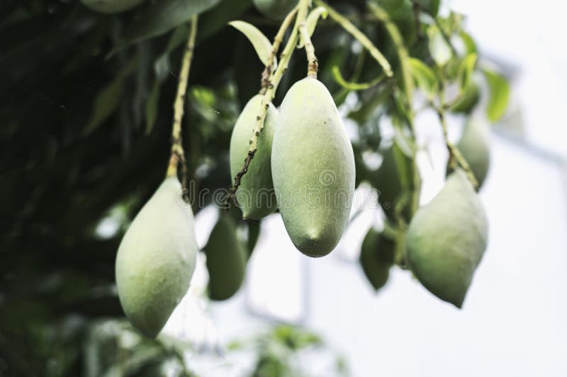 Mango Hanging on Mango Tree Stock Photo - Image of nature, twig: 326239772