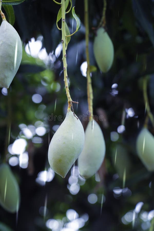 Mango Hanging on Mango Tree Stock Photo - Image of blossom, fruit ...