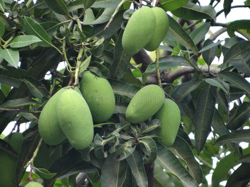 Mangoes Hang on Mango Branches when they are Ripe Stock Photo - Image ...