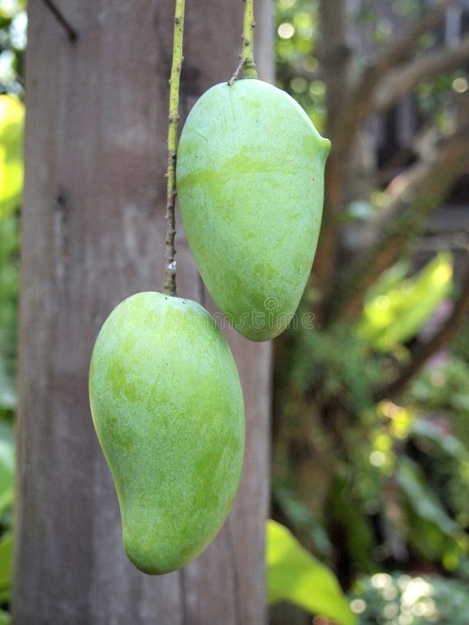 Mango hanging on tree stock photo. Image of leaf, branch - 141881620