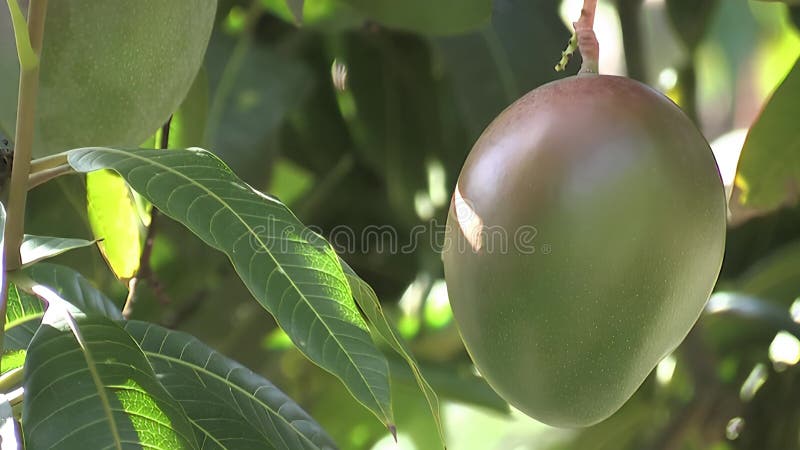 Beautiful Mango Hanging in a Mango Tree Stock Video - Video of people ...