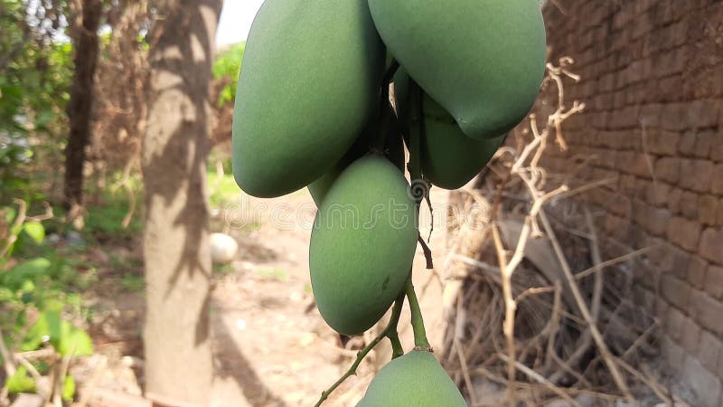 Mango hanging on the tree. stock video. Video of dessert - 247612505