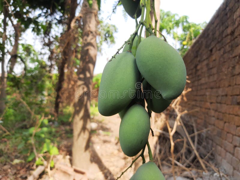 Mango hanging on the tree. stock image. Image of harvest - 247845931