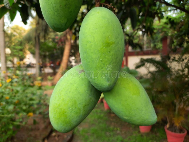 Mango hanging on the tree. stock photo. Image of mangoes - 315864182