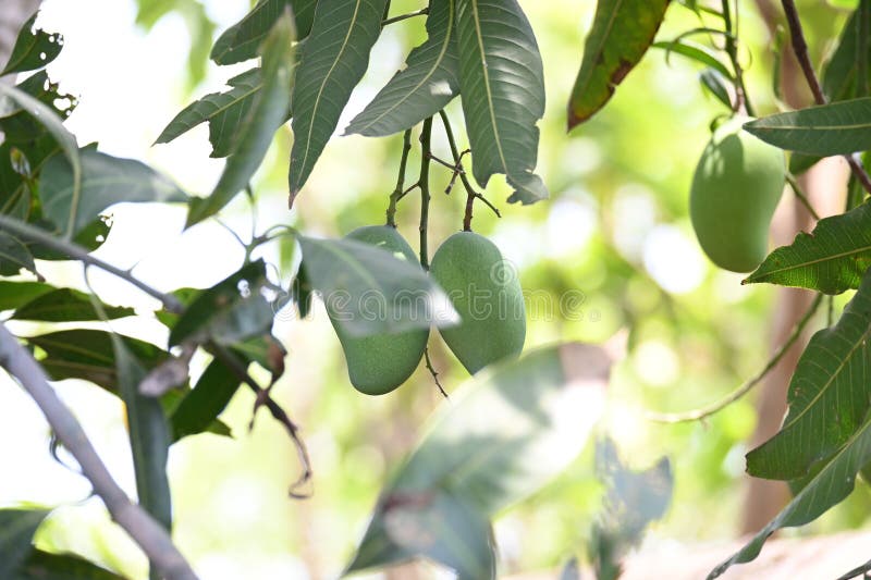 Mango hanging on the tree. stock photo. Image of bunch - 327103426