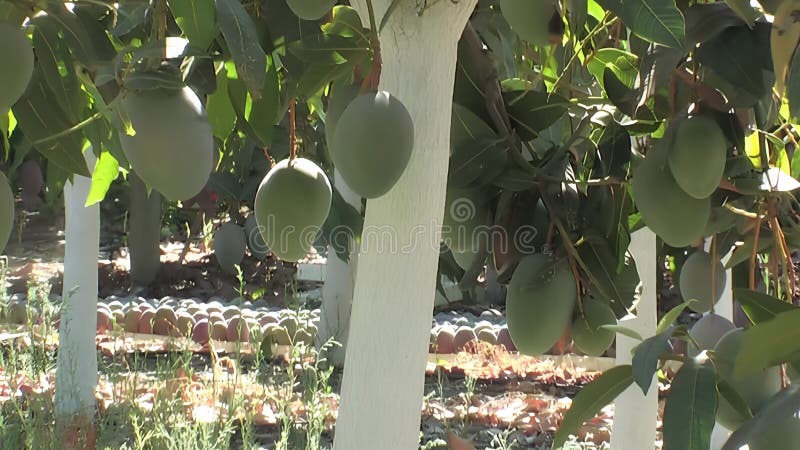 Big Mango Hanging of a Mango Tree Stock Footage - Video of fruit ...