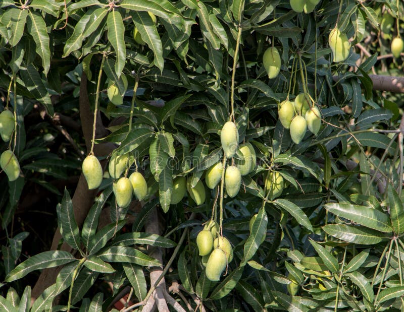 Mango tree branches stock photo. Image of forest, tree - 39050040