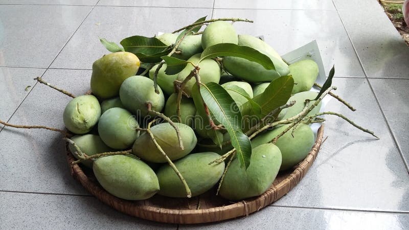 Mango harvest in basket stock image. Image of tree, fruit - 367443599