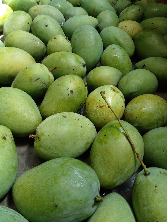 Mango Harvest. Mango in Large Quantities is Placed on the Cement Floor ...