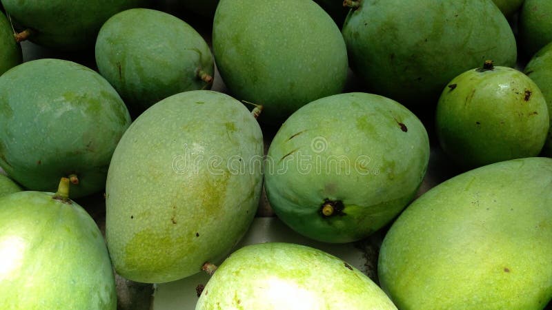 Mango Harvest Mangoes In Large Quantities Are Lined Up On The Cement