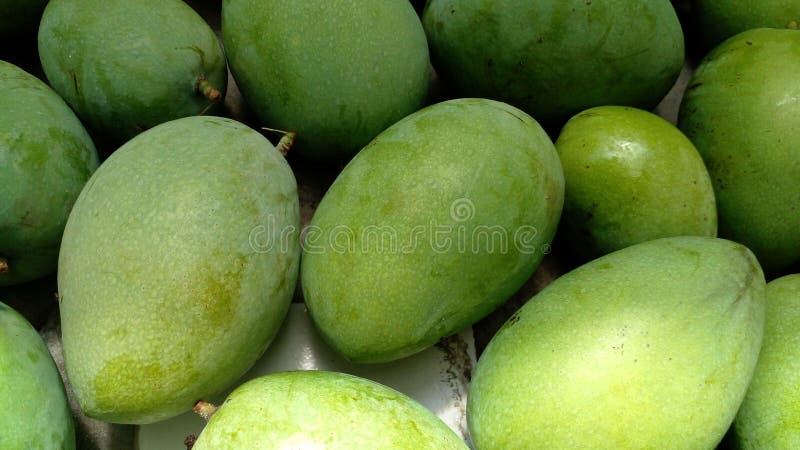 Mango Harvest. Mangoes in Large Quantities are Lined Up on the Cement ...