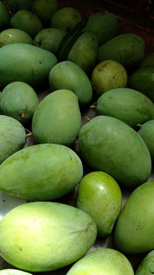 Mango Harvest Mangoes In Large Quantities Are Lined Up On The Cement