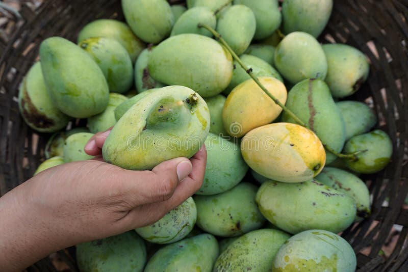 Mango harvest stock photo. Image of healthy, picking - 63809452