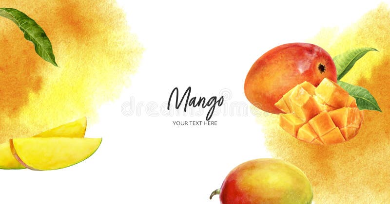 Mango Horizontal Banner Composition Watercolor Hand Drawn Illustration ...